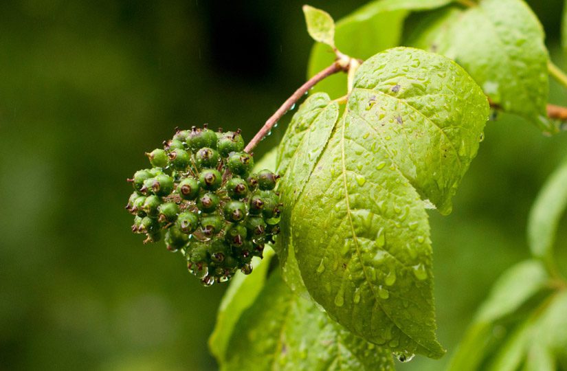Ženšenio nauda imuninei sistemai ir visam žmogaus organizmui - Biovitup
